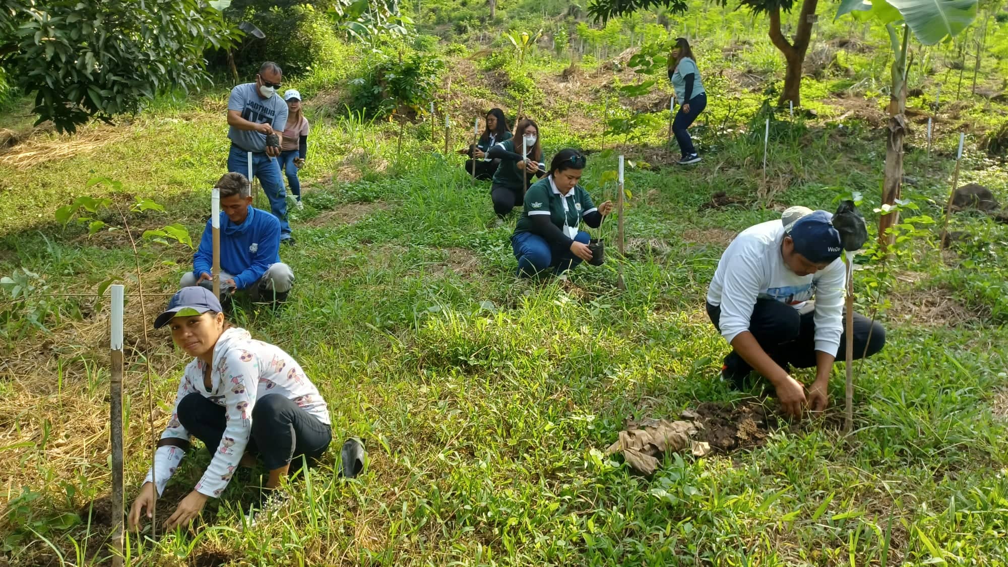 BULACANSOL, GREENEARTH HERITAGE FOUNDATION PARTNER FOR TREE PLANTING ...